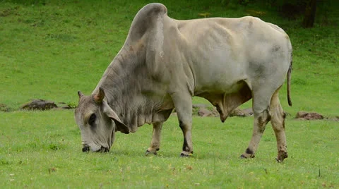 Brahman Cattle Stock Video Footage | Royalty Free Brahman Cattle Videos ...