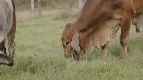 Brahman Cattle Stock Video Footage | Royalty Free Brahman Cattle Videos | Pond5