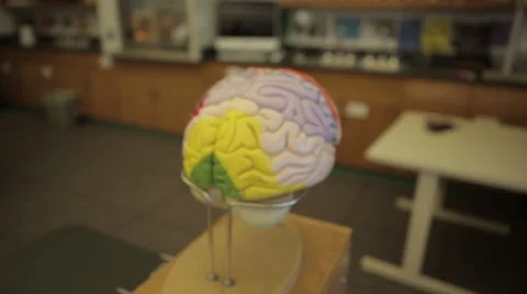 Brain 3d model in classroom lab | Stock Video | Pond5