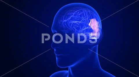 Brain Anatomy - Parietal lobes. 3d rendering: Graphic #132362277