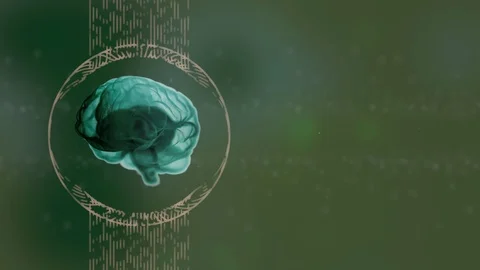 Brain anatomy. Realistic human brain in ... | Stock Video | Pond5