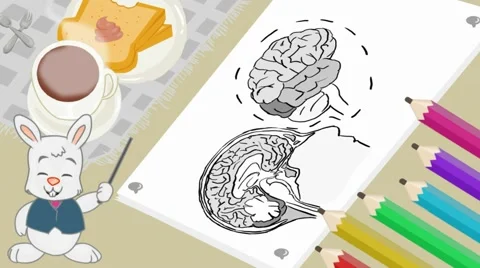 Brain - Breakfast Background - rabbit | Stock Video | Pond5