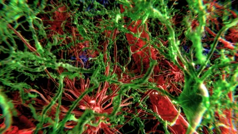 Brain cells and blood vessels, animation | Stock Video | Pond5