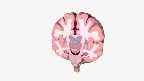 Brain Cross Section Stock Footage ~ Royalty Free Stock Videos | Pond5