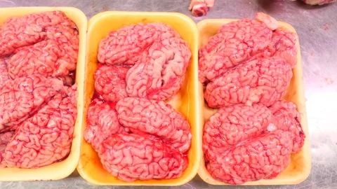 Brain of a cow over in the showcase of t... | Stock Video | Pond5