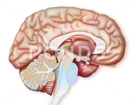 Brain drawing Median sagittal section of the brain with cingulate gyrus, t... Stock Image #249632826