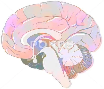 Brain drawing Sagittal section of the brain with meninges and ...