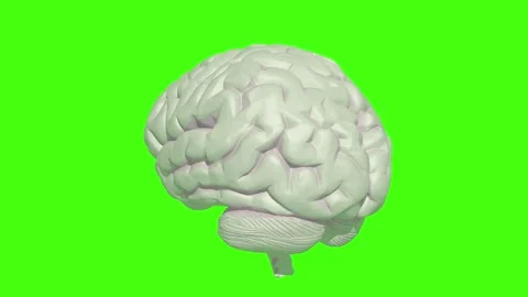 Brain Green Screen Stock Videos – Royalty-Free HD & 4K Videos | Pond5