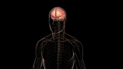 Brain hemorrhage.Medical animation.head,... | Stock Video | Pond5