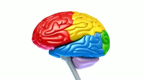 Brain lobes in different colors isolated... | Stock Video | Pond5