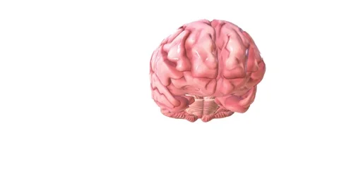 The brain is the most complex part of th... | Stock Video | Pond5