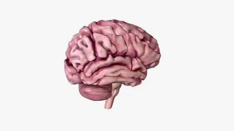 The brain is the most complex part of th... | Stock Video | Pond5