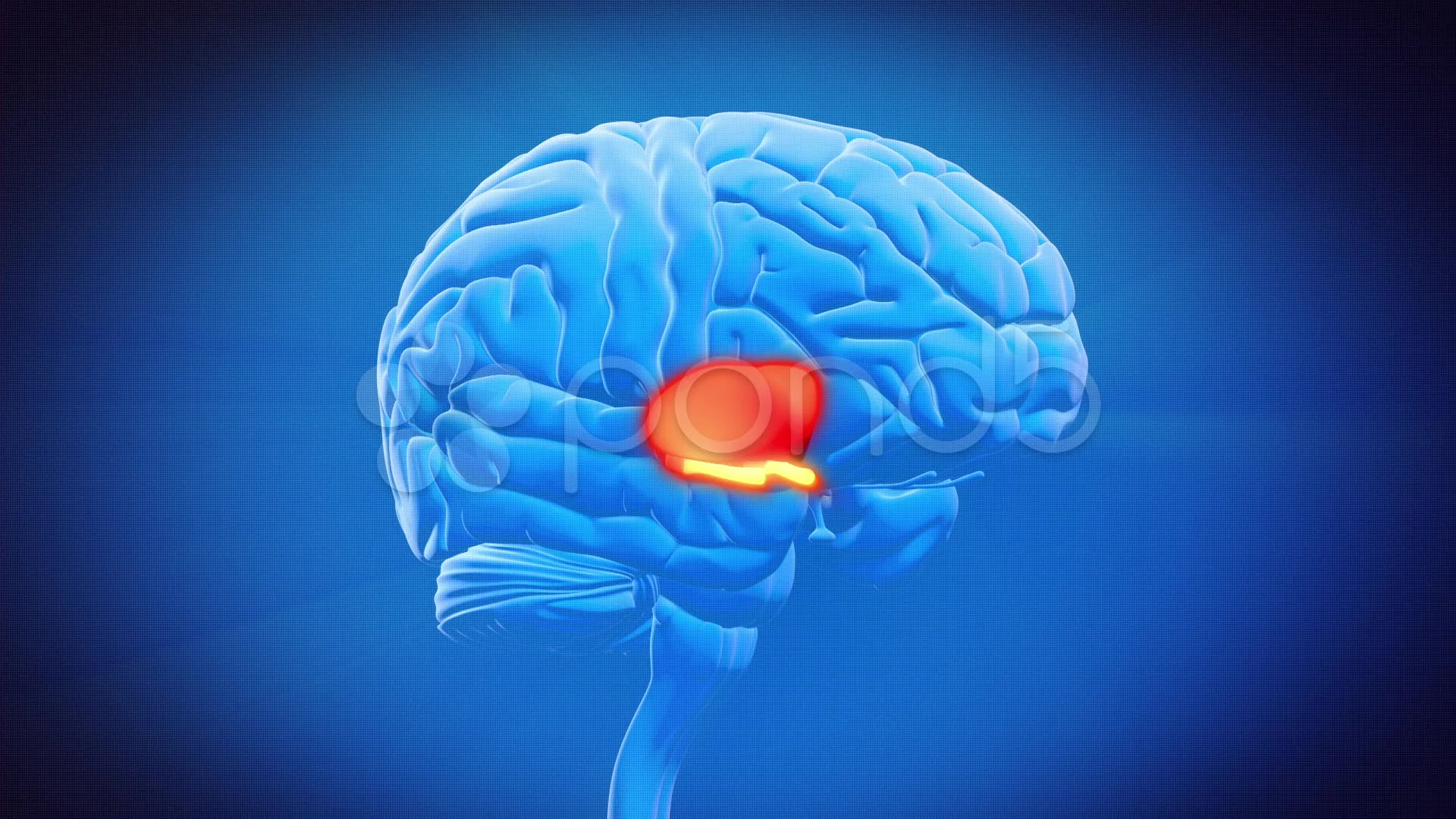 Parts Of The Brain Thalamus