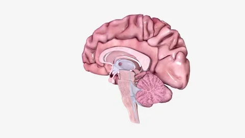 Brain Cross Section Stock Footage ~ Royalty Free Stock Videos | Pond5