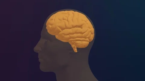 Brain spinning animation in human male b... | Stock Video | Pond5
