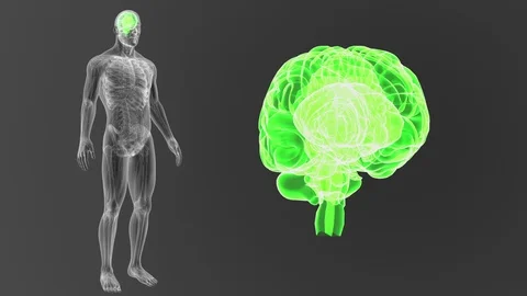 Brain zoom with Anatomy | Stock Video | Pond5