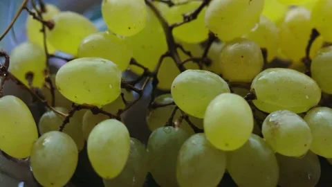 a branch of grapes rotates in a circle | Stock Video | Pond5