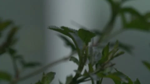 Branch with leaves of an elder tree with... | Stock Video | Pond5