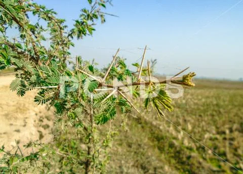 Photograph: A branch of sharp and long thorns with greenery in ...