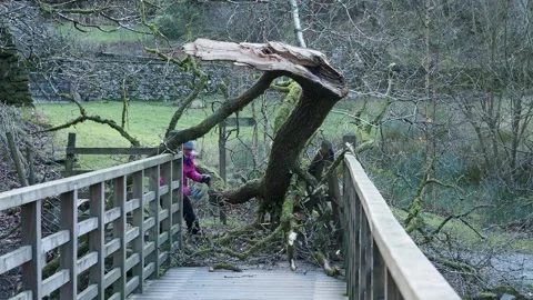 A branch snapped off a tree on a bridge ... | Stock Video | Pond5