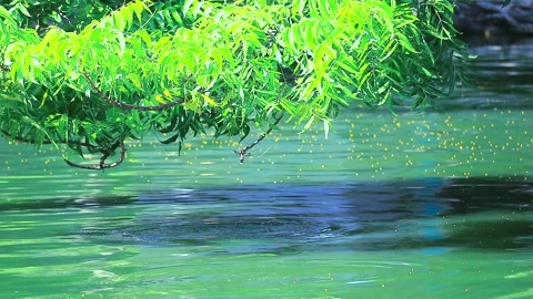 branch tree over water and reflection tr... | Stock Video | Pond5