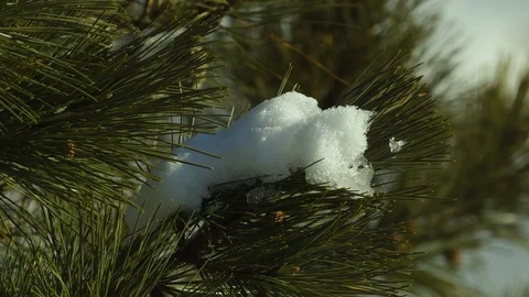 Clump Of Snow Stock Videos – Royalty-Free HD & 4K Videos