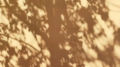 Branches cast moving shadows over a past... | Stock Video | Pond5
