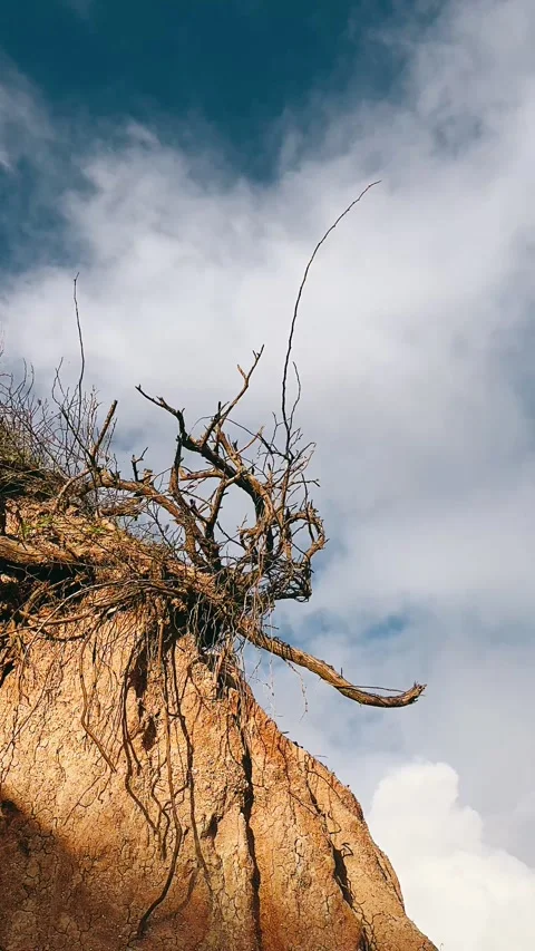 Wood Plant Videos Stock Videos – Royalty-Free HD & 4K Videos | Pond5