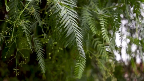 Fishbone Stock Footage ~ Royalty Free Stock Videos | Pond5