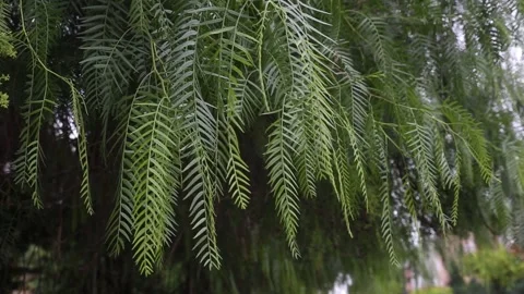 Fishbone Stock Footage ~ Royalty Free Stock Videos | Pond5