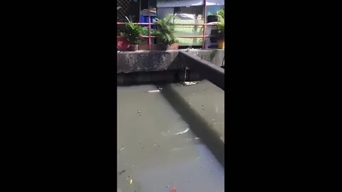 Drowned Girl Stock Footage ~ Royalty Free Stock Videos | Pond5