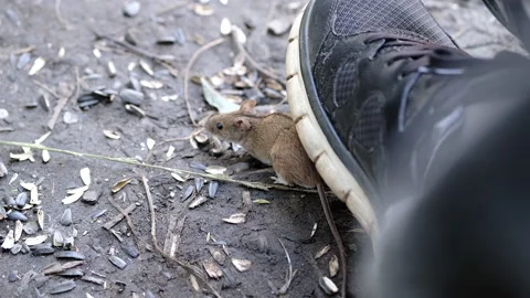 Underright Foot Stock Videos – Royalty-Free HD & 4K Videos