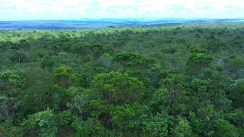 The Brazilian rainforest bordering the s... | Stock Video | Pond5
