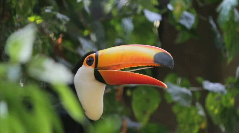 Brazilian toucan Rio de Janeiro, Brazil.... | Stock Video | Pond5