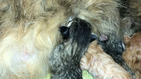 Pregnant Breastfeeding Stock Videos – Royalty-Free HD & 4K Videos | Pond5