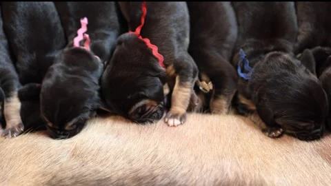 Breastfeeding newborn Bloodhound puppies... | Stock Video | Pond5
