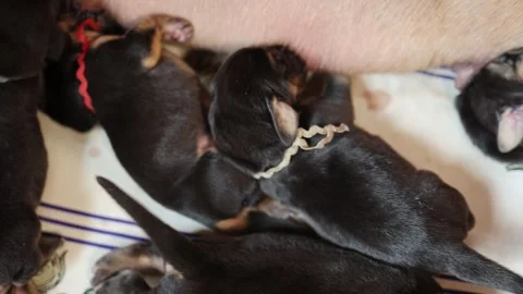 Bloodhound Stock Video Footage | Royalty Free Bloodhound Videos | Pond5