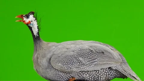 breathes fast blue guinea fowl isolated ... | Stock Video | Pond5