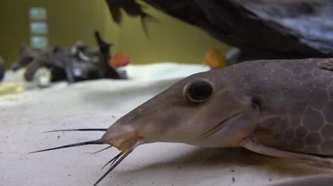 Breathing fish on sandy bottom close up ... | Stock Video | Pond5