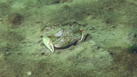 Breeding Flying swimming crab: pair of c... | Stock Video | Pond5