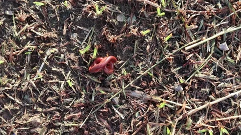 Breeding of millipedes on clay ground fl... | Stock Video | Pond5