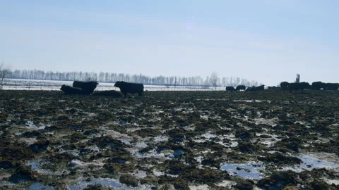 Little Angus Young Stock Footage ~ Royalty Free Stock Videos | Pond5