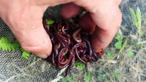 Dendrobena Stock Footage ~ Royalty Free Stock Videos | Pond5