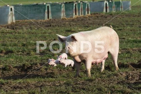 Breeding sow with her piglets in large free range in front of her ...