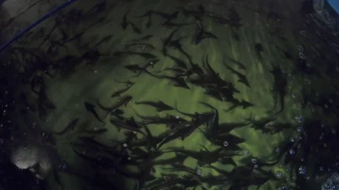 Breeding of sturgeon fish. farm with fre... | Stock Video | Pond5