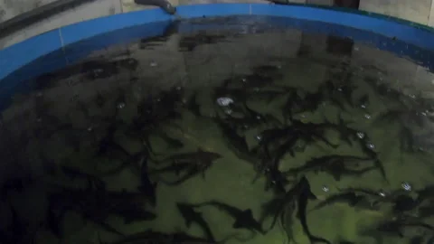 Breeding of sturgeon fish. farm with fre... | Stock Video | Pond5