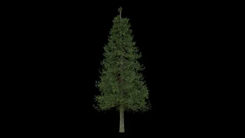 Breezy Pine tree with long trunk fully ... | Stock Video | Pond5