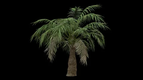 Palm Tree Alpha Stock Videos – Royalty-Free HD & 4K Videos | Pond5