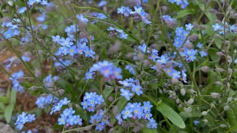 Bright blue flowers of delicate spring n... | Stock Video | Pond5