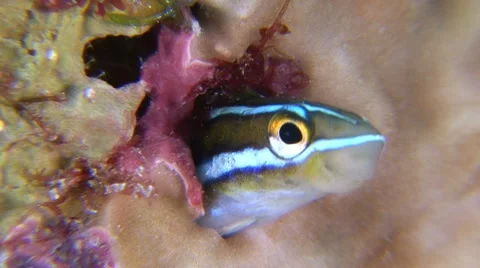 Head Bobbing Stock Video Footage | Royalty Free Head Bobbing Videos | Pond5